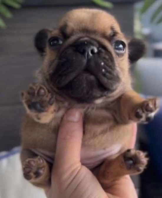 Silly Big Brother 7 | Silly sims bb Wiki | Fandom