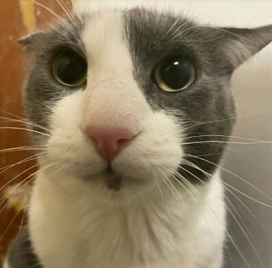 Soggy cat | Silly UF! Wiki | Fandom