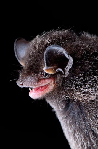 Silverwing (species) | Silverwing Wiki | Fandom