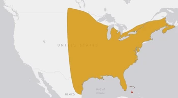 Brightwing | Silverwing Wiki | Fandom