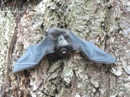 Bat | Silverwing Wiki | Fandom