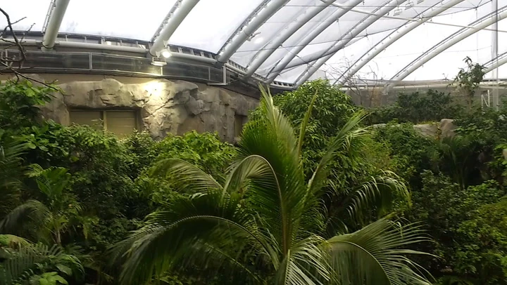 Artificial forests | Silverwing Wiki | Fandom