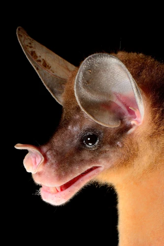 Goth | Silverwing Wiki | Fandom