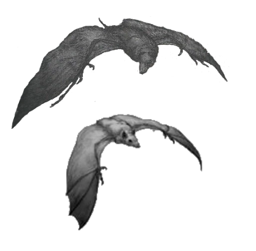 Chiropter | Silverwing Wiki | Fandom