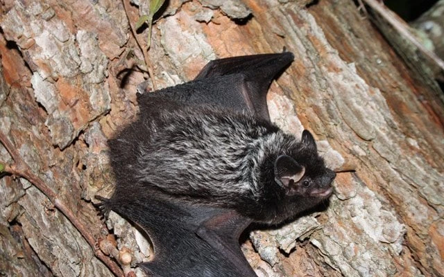 Silverwing Bat | Silverwing FanFiction Wiki | Fandom
