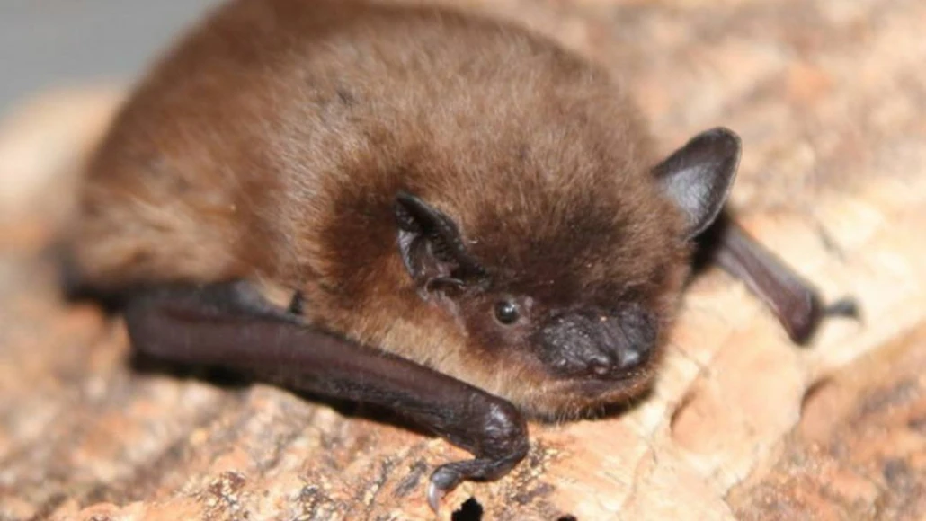 Brown bat | Silverwing FanFiction Wiki | Fandom