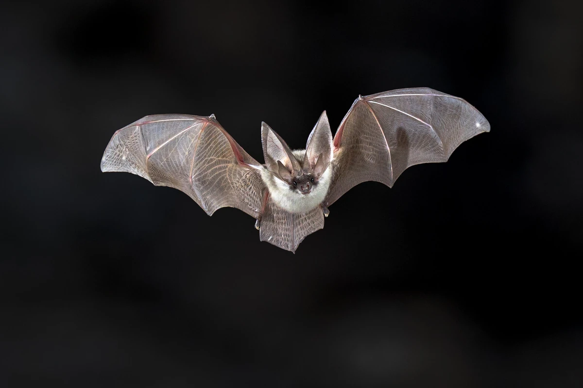 Gray bat | Silverwing FanFiction Wiki | Fandom