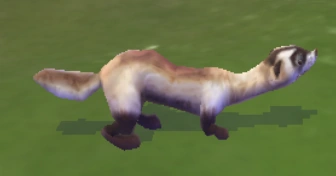 Ferret | Sim Animals Wiki | Fandom