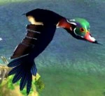 Duck | Sim Animals Wiki | Fandom