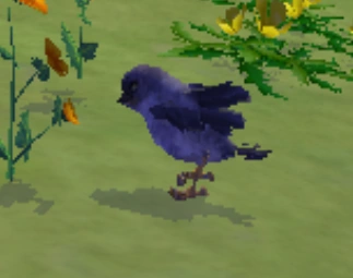 Cuckoo | Sim Animals Wiki | Fandom