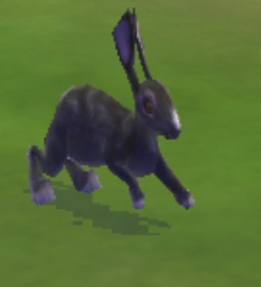 Black hare | Sim Animals Wiki | Fandom