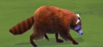 Red Panda | Sim Animals Wiki | Fandom