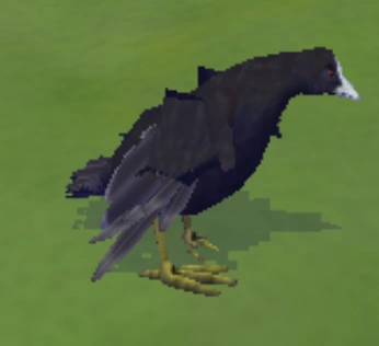 Coot | Sim Animals Wiki | Fandom