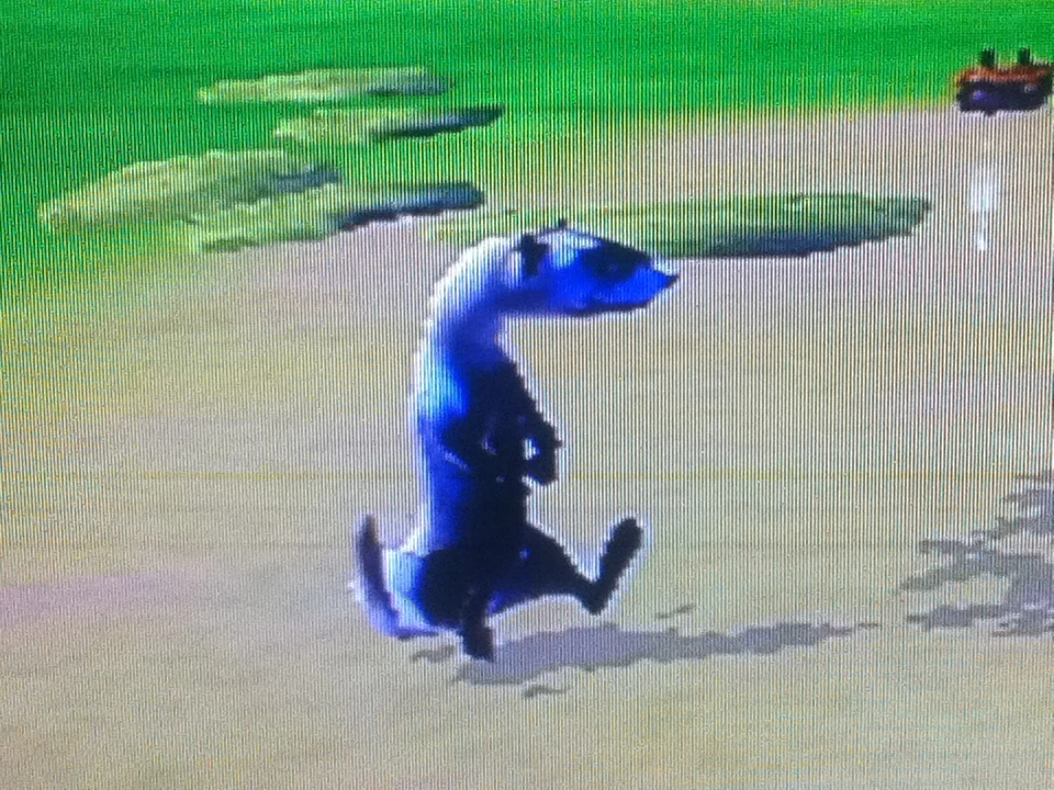 Ferret | Sim Animals Wiki | Fandom