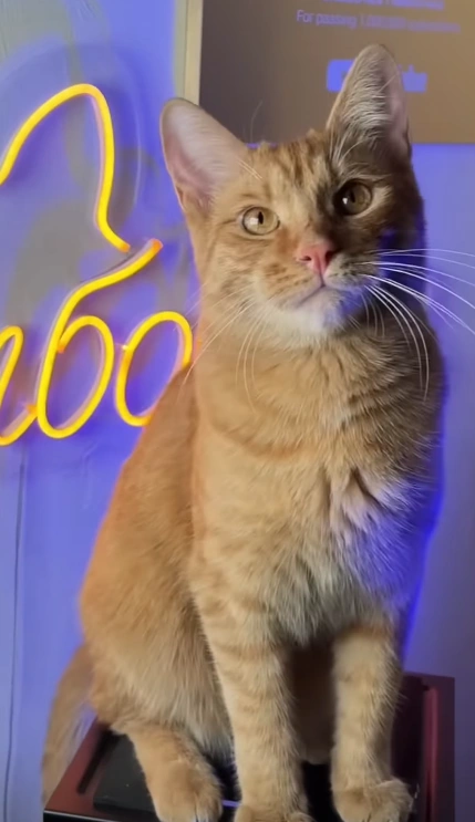 Категория:Главные персонажи | Симбочка Пимпочка вики | Fandom