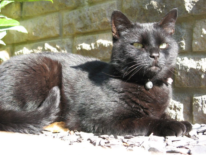 Category:Real life cats | Simon's Cat Wiki | Fandom