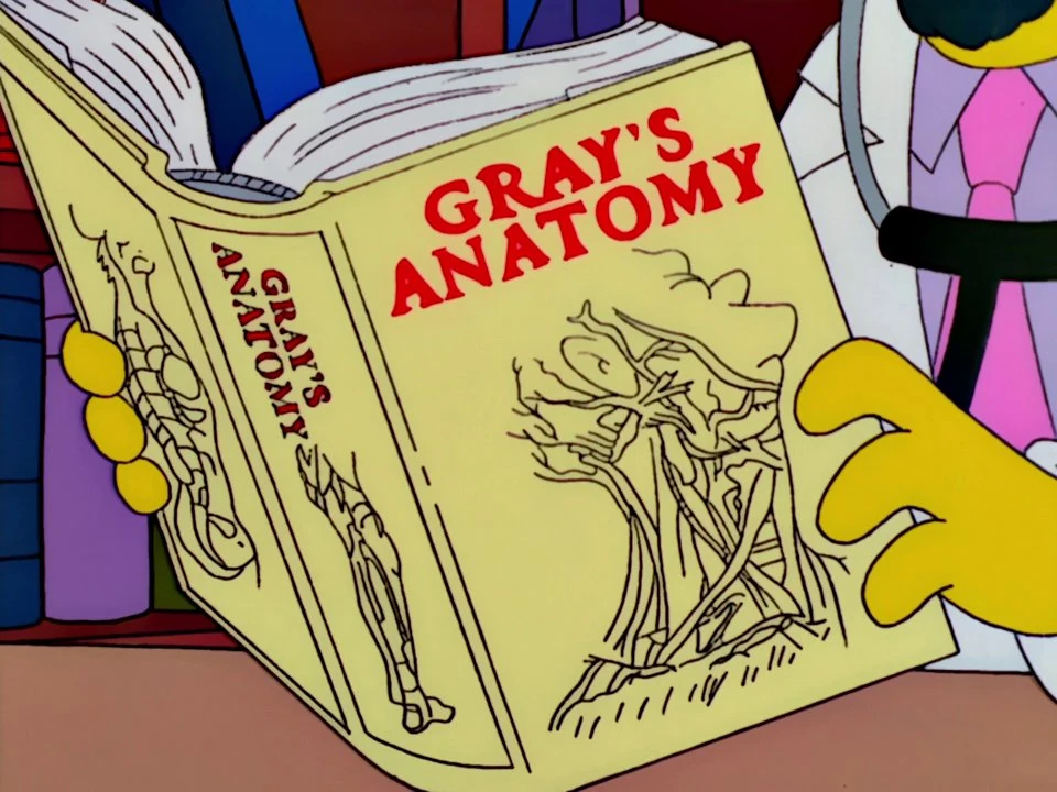 Gray's Anatomy | Simpsons Wiki | Fandom