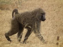 Baboons | Simpsons Wiki | Fandom