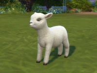 Sheep | The Sims Wiki | Fandom