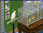 Bird | The Sims Wiki | Fandom