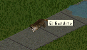 Raccoon | The Sims Wiki | Fandom