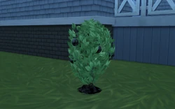 Trash plant | The Sims Wiki | Fandom