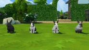 Rabbit | The Sims Wiki | Fandom