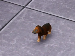 Bogey Dog | Sims3Diary Wiki | Fandom