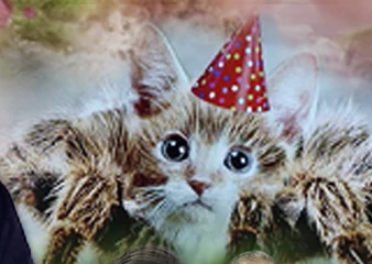 Spider Cats | Simulatimals Wiki | Fandom