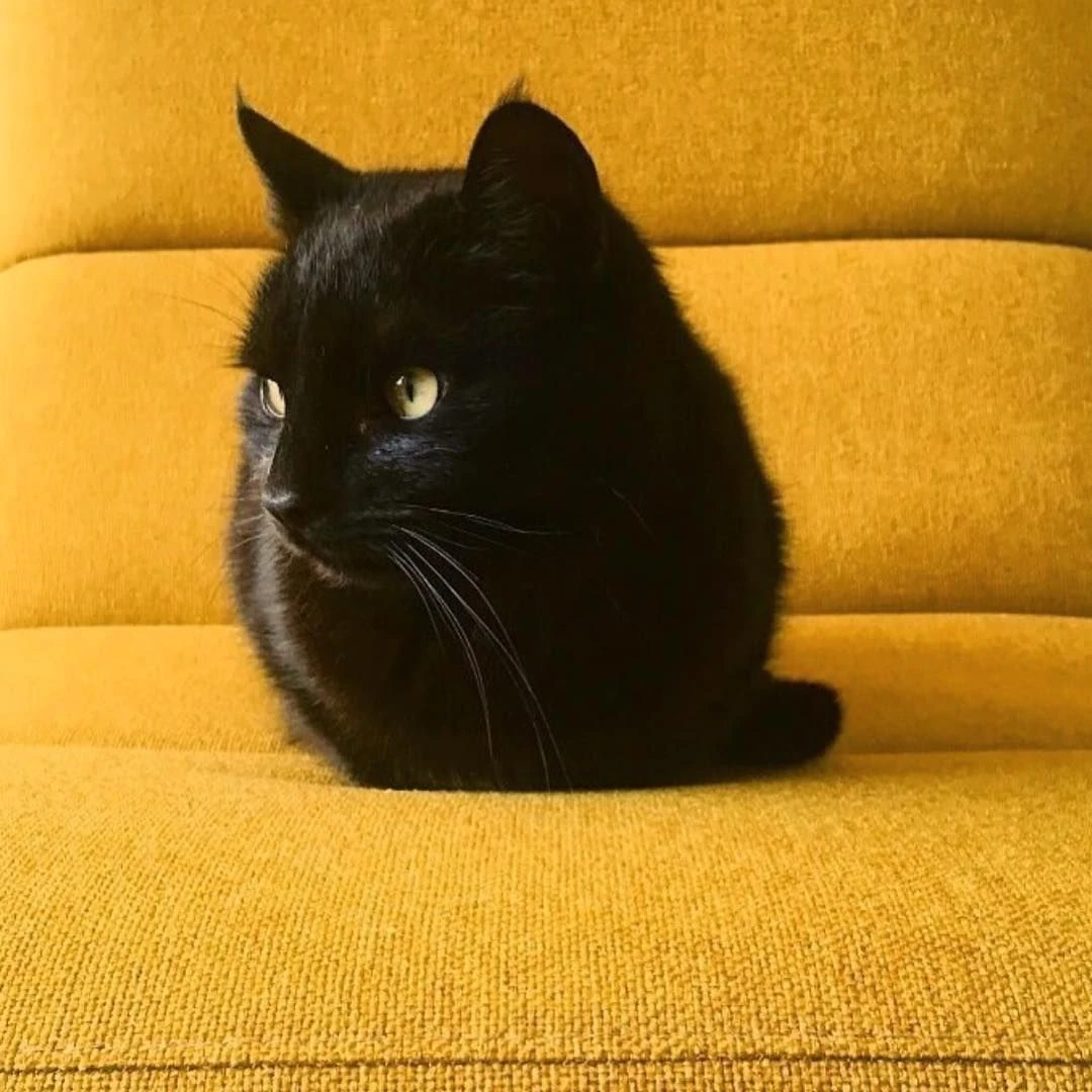 Rules: DriftClan to Cats | SingingClan Wiki | Fandom