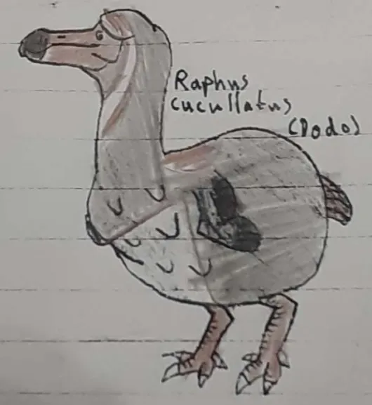 Raphus cucullatus | Siona's Assorted Music Projects Wiki | Fandom