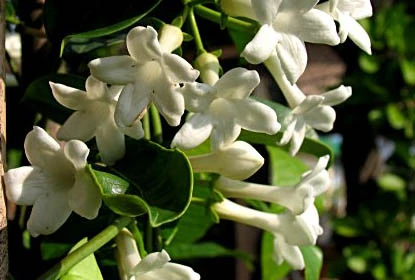 ชะลูด | Siripa_herbal-tropical Wiki | Fandom