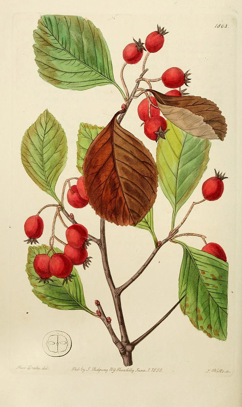 Hawthorn | Sirius Lee Nott Wiki | Fandom