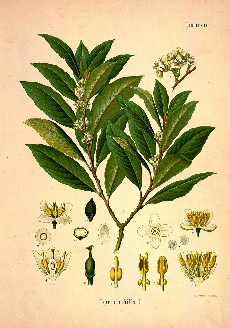 Laurel | Sirius Lee Nott Wiki | Fandom