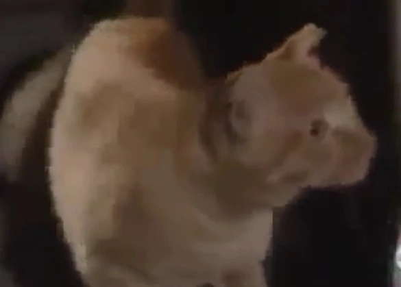 Little Ray | Sister, Sister Wiki | Fandom