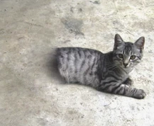 SCP-529 "Josie The Half-Cat" | Site Bravo Wiki | Fandom