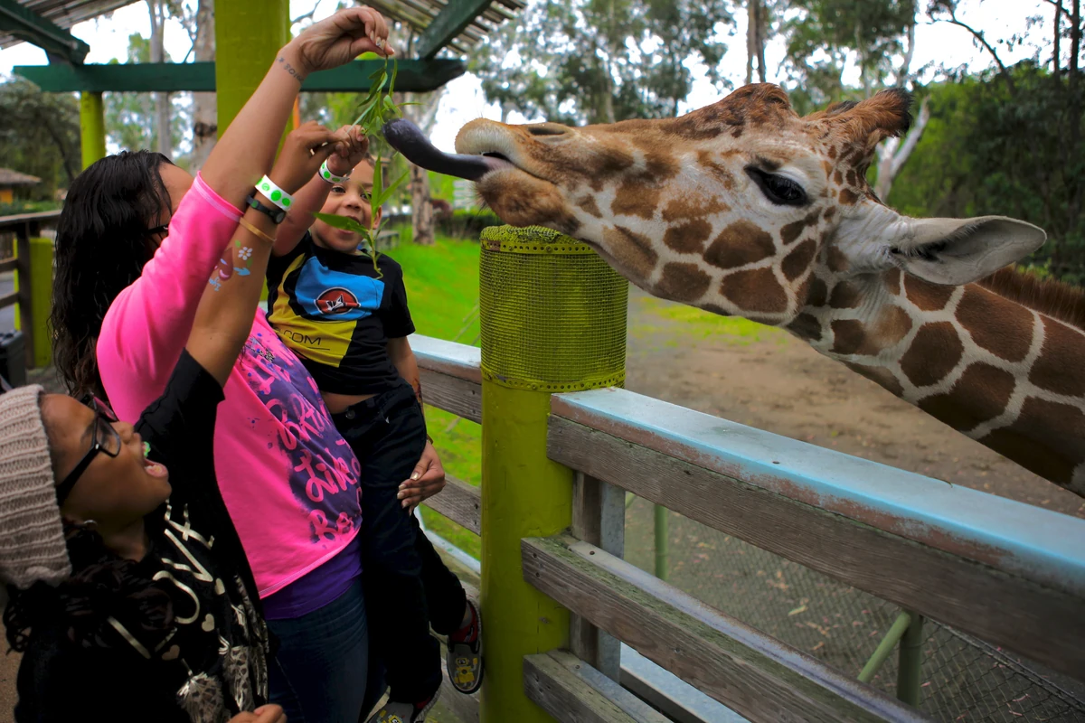 Giraffe Encounter | Six Flags Wiki | Fandom