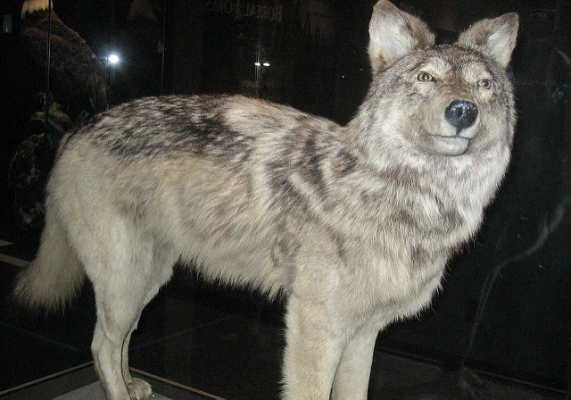 Newfoundland Wolf | Sixth Extinction Wiki | Fandom