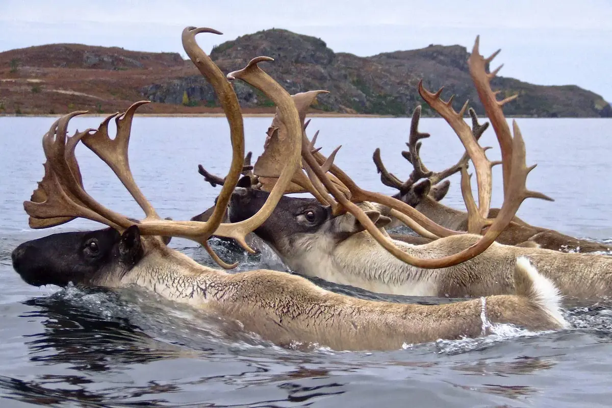 Caribou | Sixth Extinction Wiki | Fandom