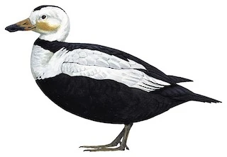 Labrador Duck | Sixth Extinction Wiki | Fandom