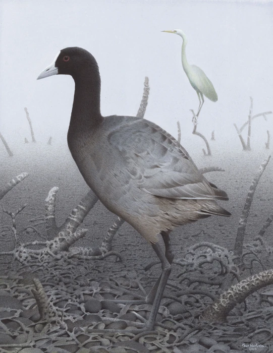 New Zealand Coot | Sixth Extinction Wiki | Fandom