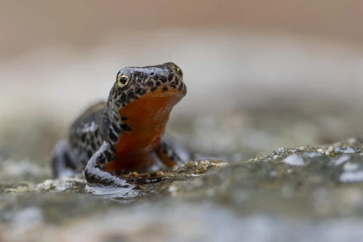 Alpine Newt | Sixth Extinction Wiki | Fandom