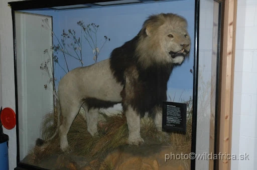Cape Lion | Sixth Extinction Wiki | Fandom