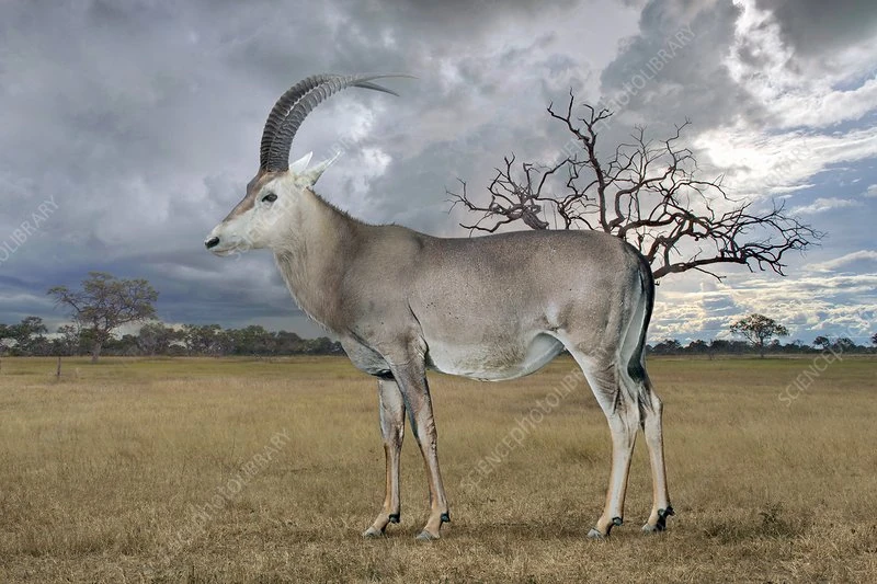 Bluebuck | Sixth Extinction Wiki | Fandom