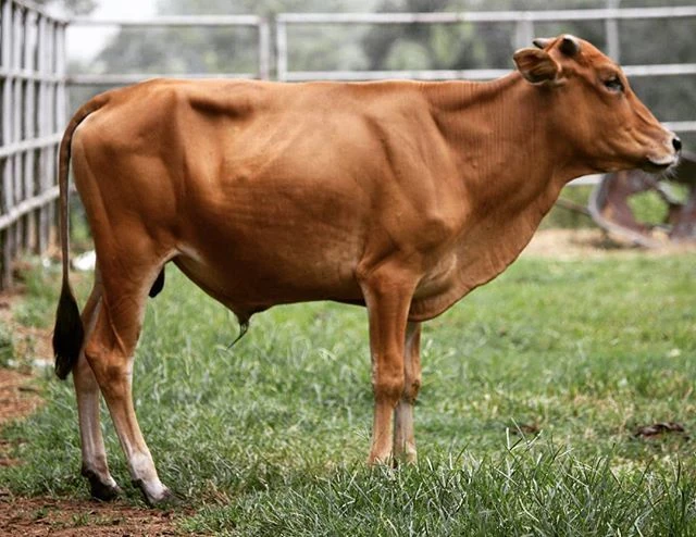 Bali Cattle | Sixth Extinction Wiki | Fandom