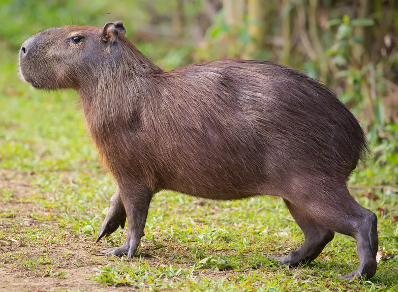 Capybara | Sixth Extinction Wiki | Fandom