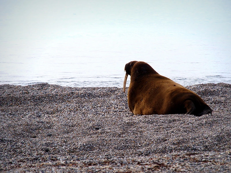 Walrus | Sixth Extinction Wiki | Fandom
