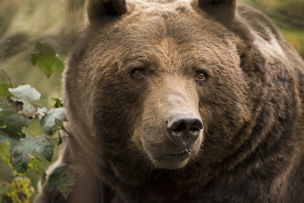 Cantabrian Brown Bear | Sixth Extinction Wiki | Fandom