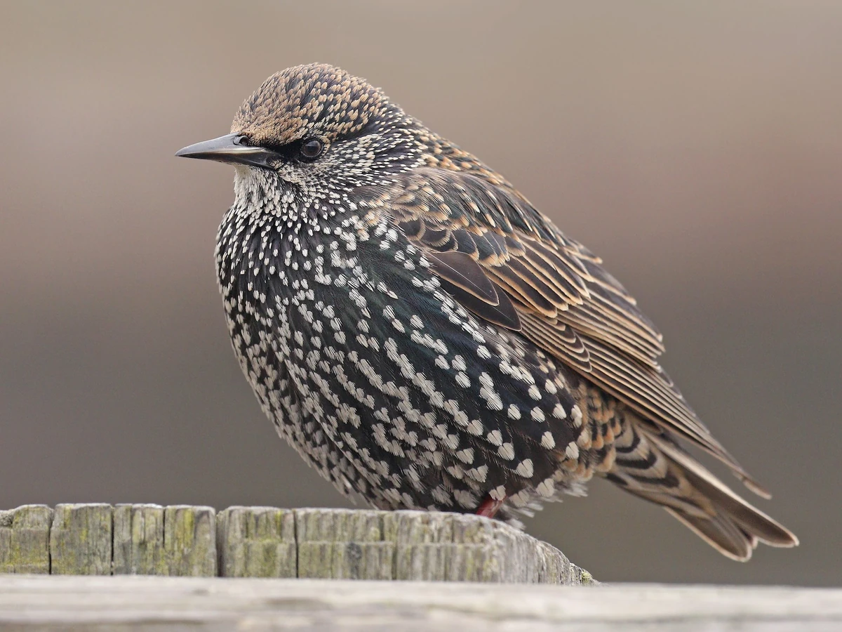 Common Starling | Sixth Extinction Wiki | Fandom