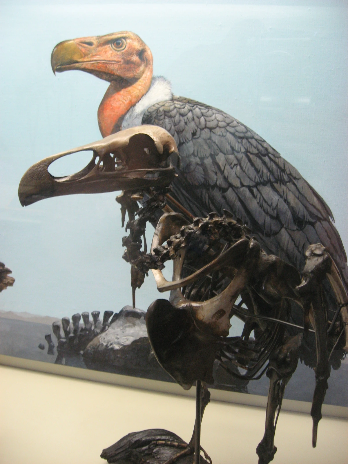 Teratornis | Sixth Extinction Wiki | Fandom